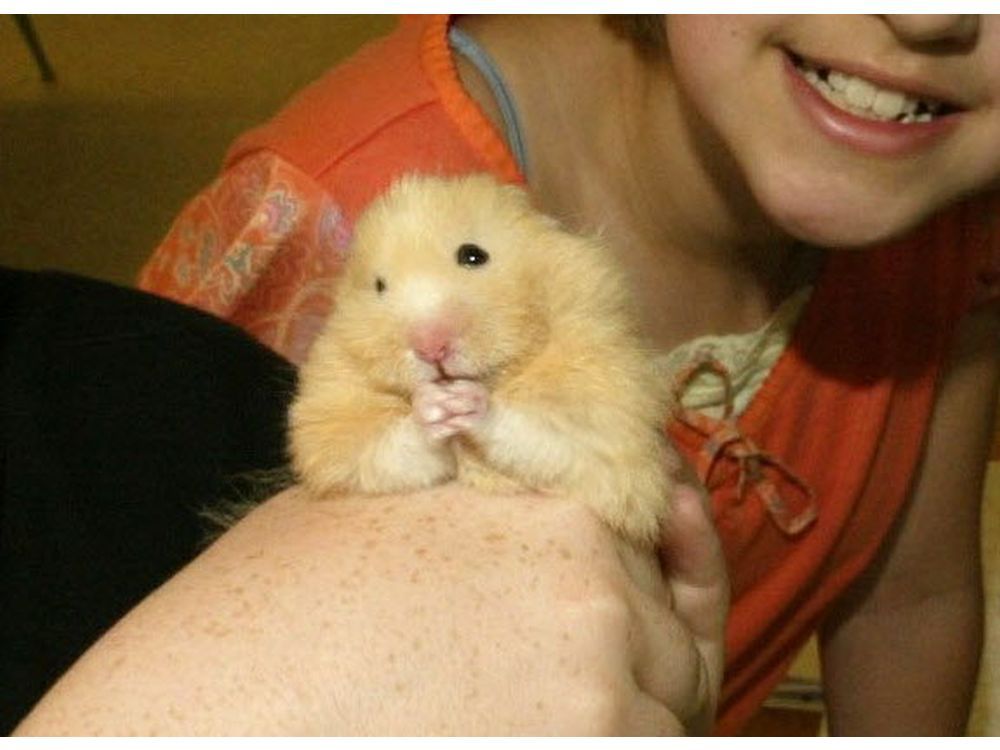 Victoria schools might kick Hammy the hamster and other pets out of ...