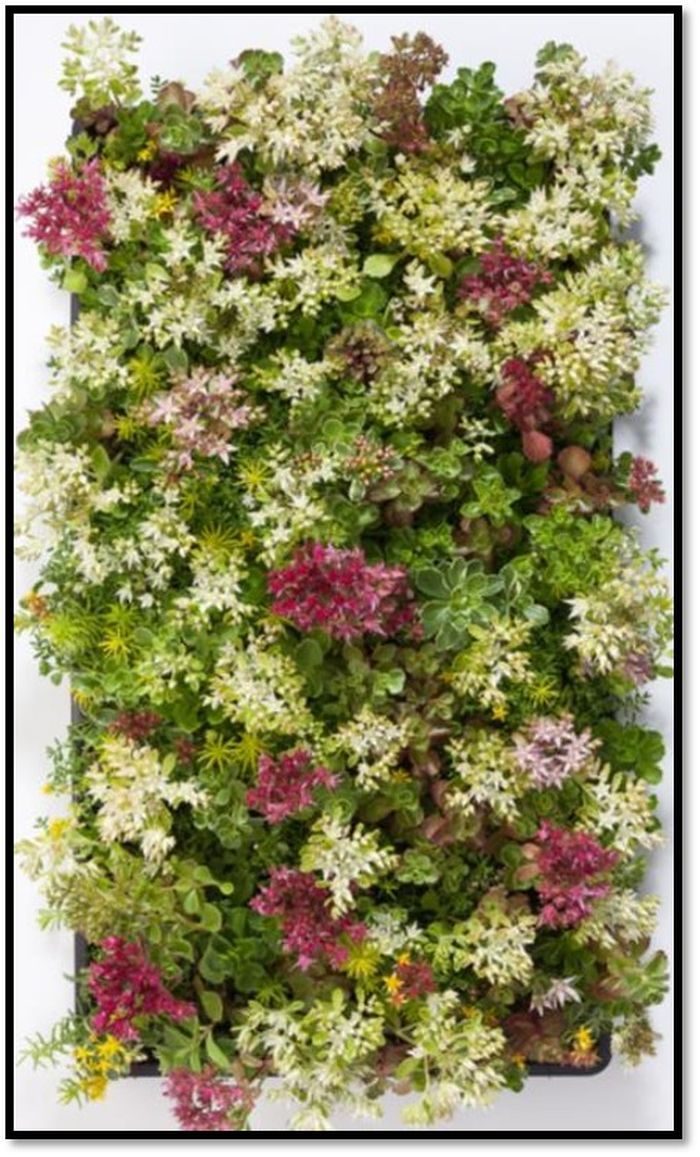 Lay living landscaping mats to cover bare patches in garden | Vancouver Sun