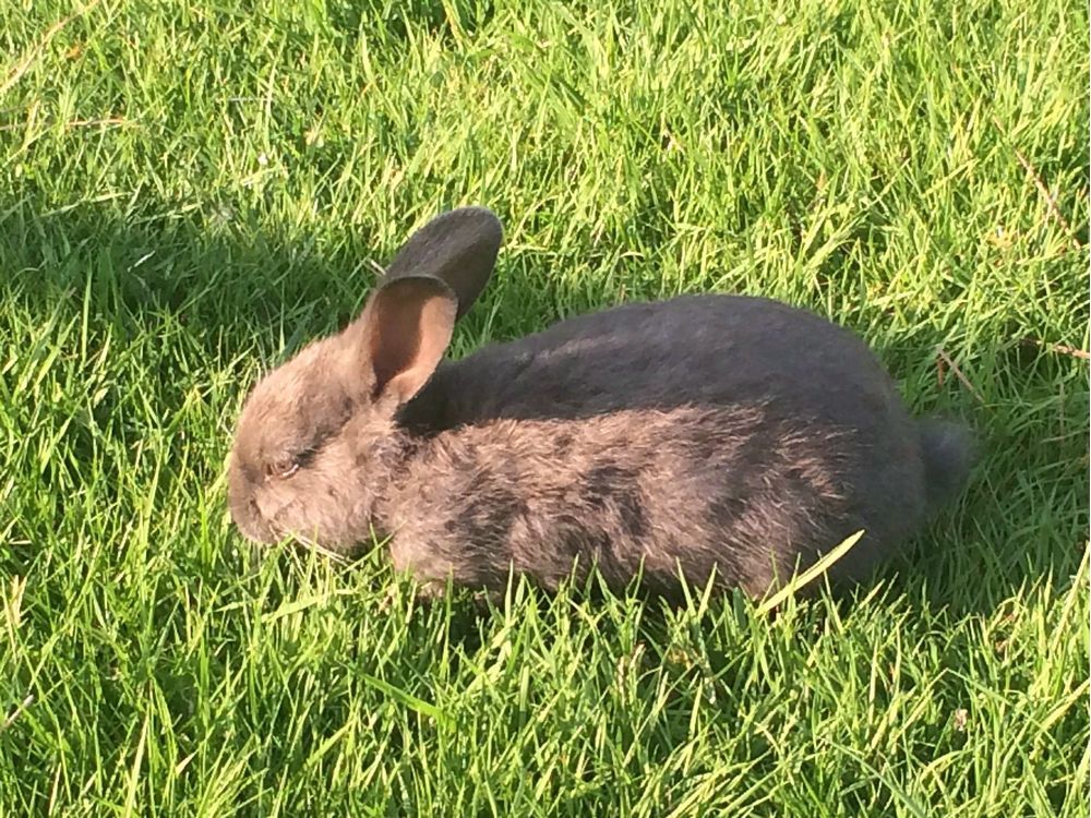 Rabbit virus found again on Vancouver Island | Vancouver Sun
