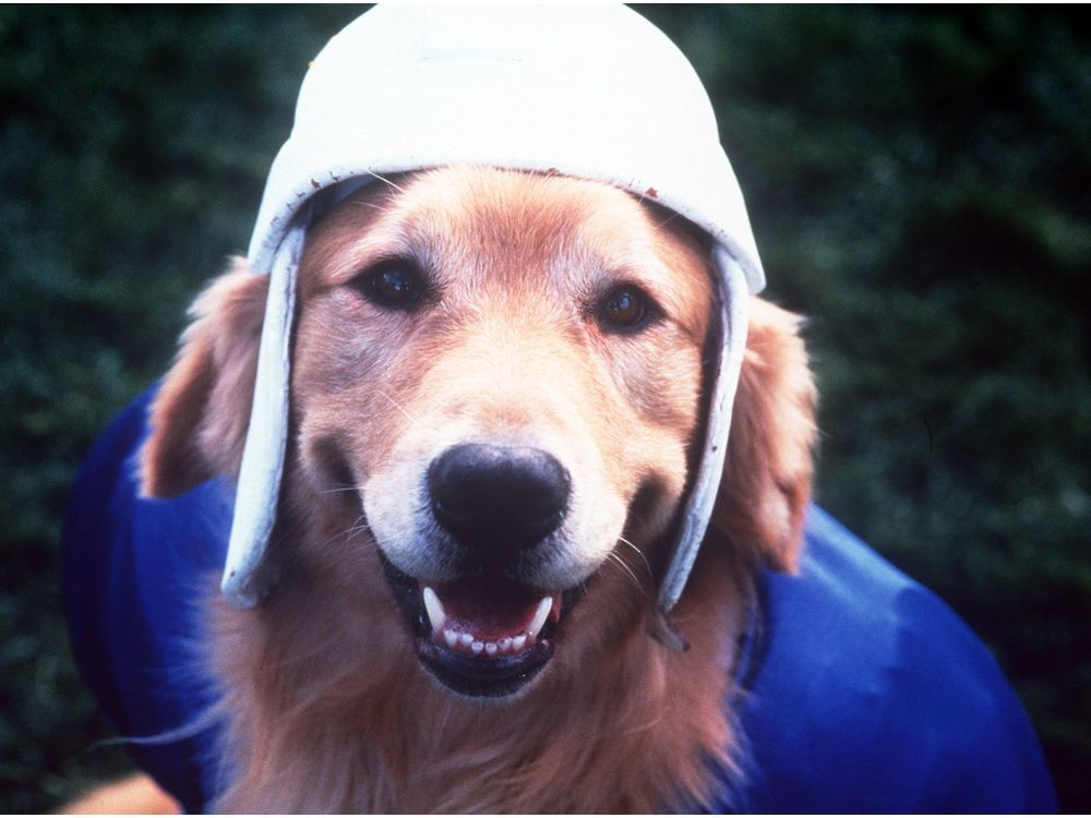 Canine close-up: Dog auditions to be held in Abbotsford on Sunday ...