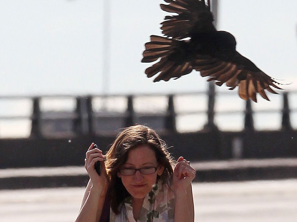 What do you do when you spot a baby crow on the ground? Leave it be ...