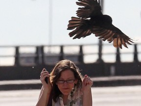 What do you do when you spot a baby crow on the ground? Leave it be ...