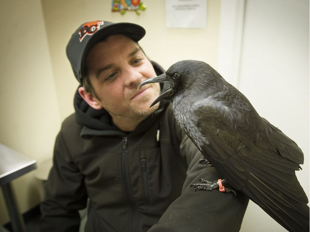 What do you do when you spot a baby crow on the ground? Leave it be ...