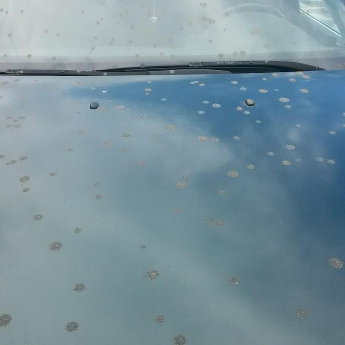 Feces falling from the sky across B.C. and some blame 'blue ice ...