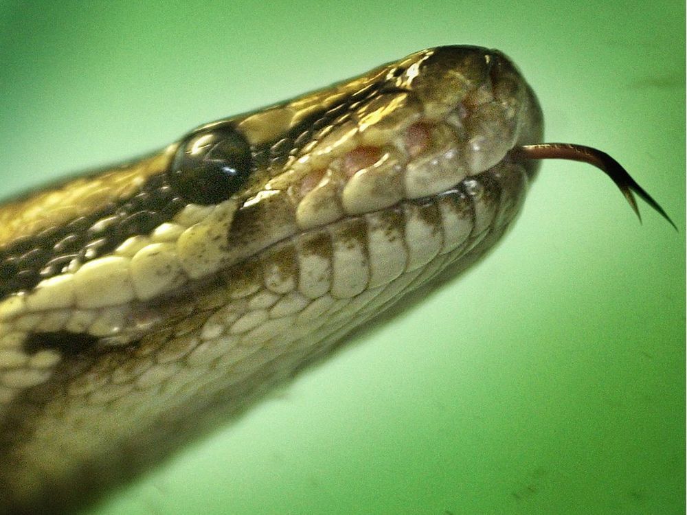 Ball python named Gypsy missing from farmer's field in Ladner ...