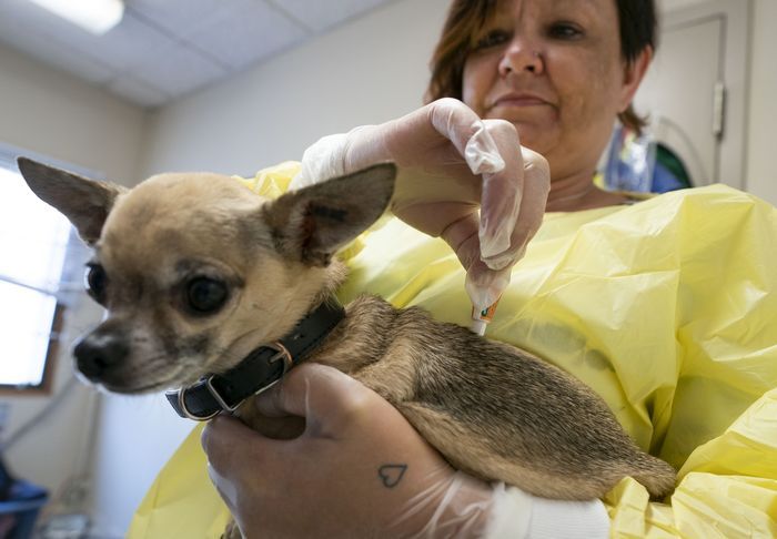 B.C. SPCA warns hot spells are high times for fleas | Vancouver Sun