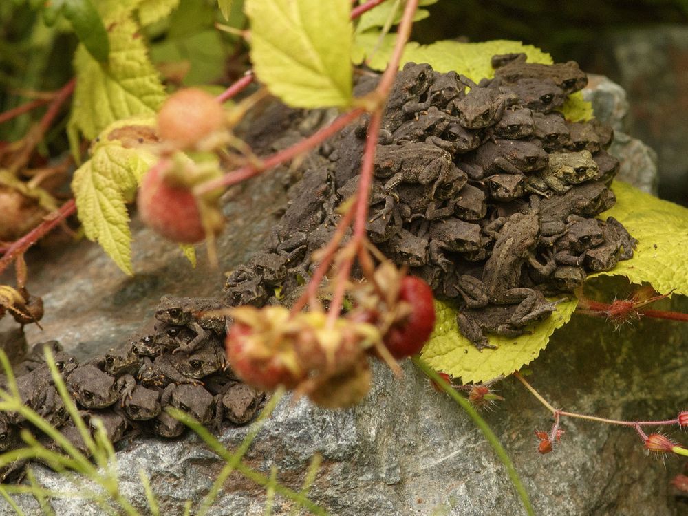 Conservationists struggle to save western toadlets making perilous ...
