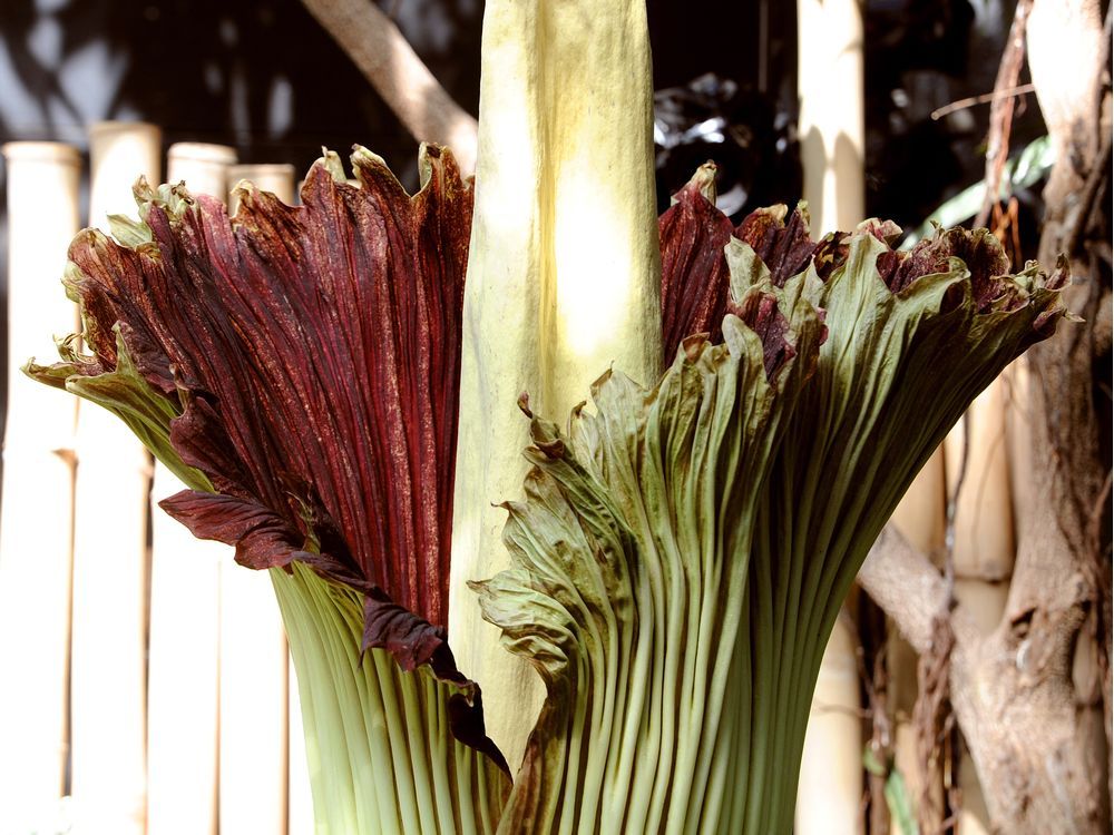 Stinky corpse flower in bloom at Vancouver's Bloedel Conservatory ...
