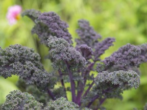 Brian Minter: Time to plant vegetables for winter harvests | Vancouver Sun