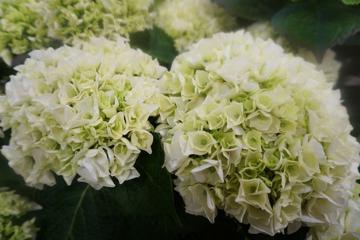 Brian Minter: 'Magical' hydrangeas live up to their name | Vancouver Sun