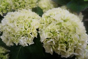Brian Minter: 'Magical' hydrangeas live up to their name | Vancouver Sun