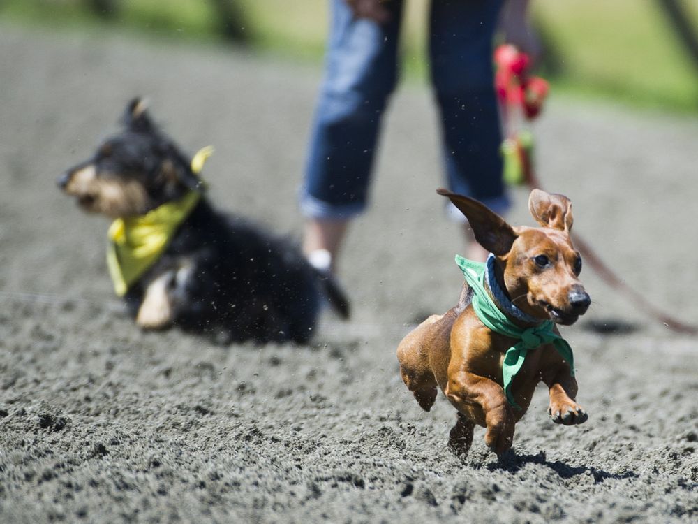 Photos: Wiener Dog Races at Hastings Park | Vancouver Sun