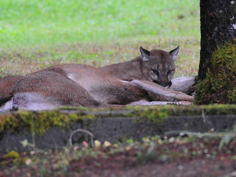 Port Alberni woman photographs rare sight of cougar hunting a deer ...
