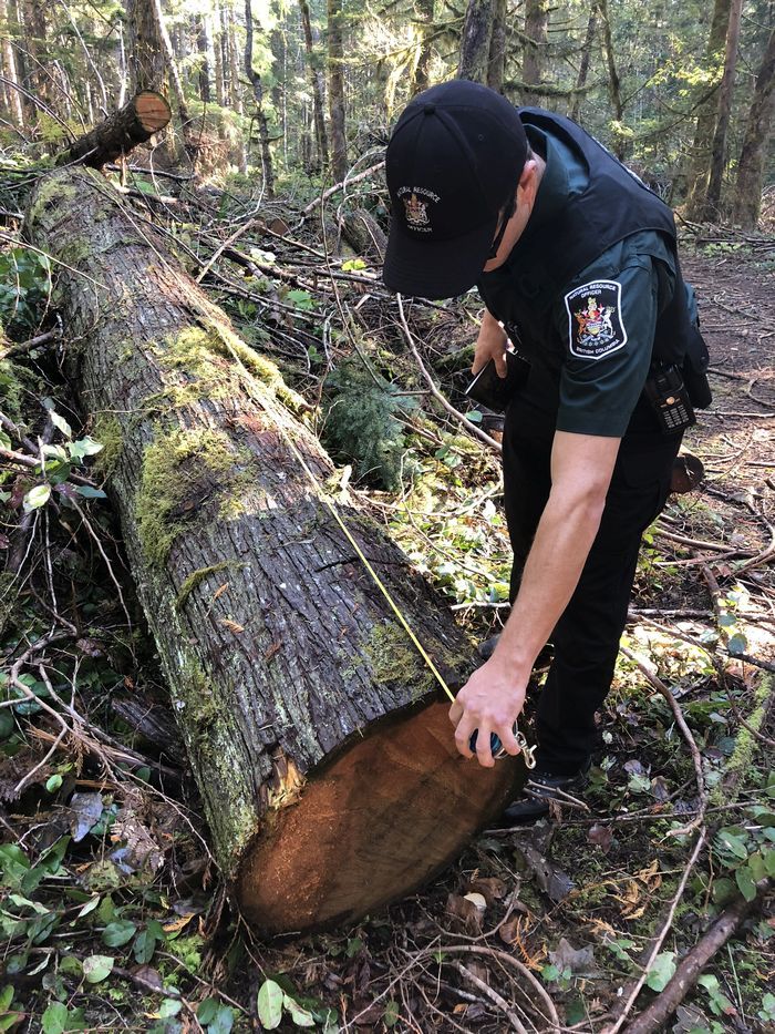 Timber poaching a growing problem on Vancouver Island | Vancouver Sun