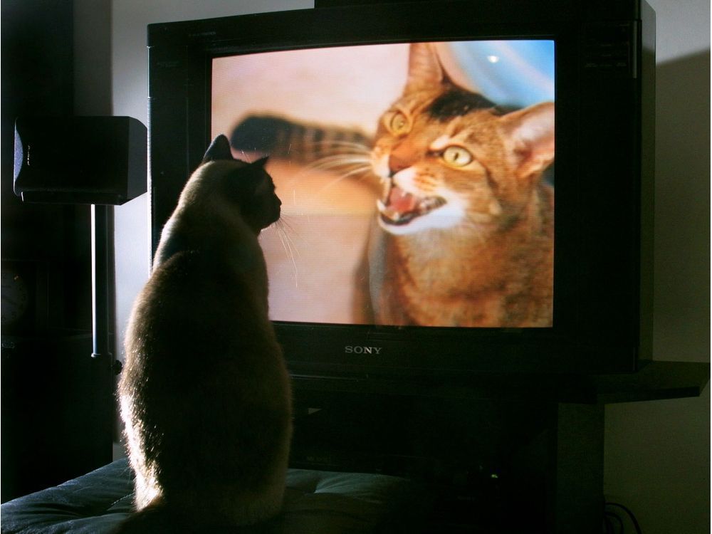 The cats came back: Cat Video Fest returns to Vancity Theatre ...