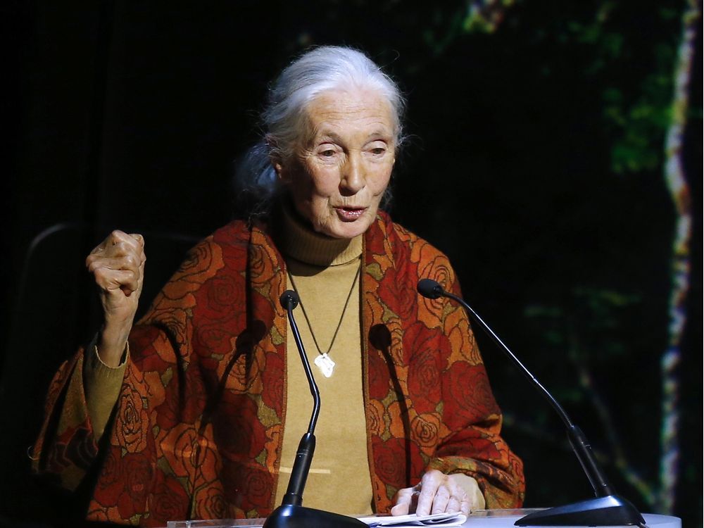 Watch Jane Goodall deliver a commencement speech at Simon Fraser ...