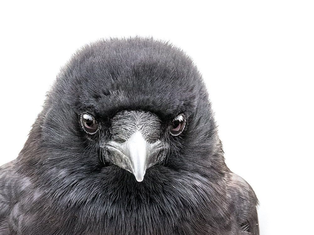 Vancouver Crows get their own calendar | Vancouver Sun