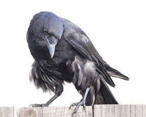 Vancouver Crows get their own calendar | Vancouver Sun