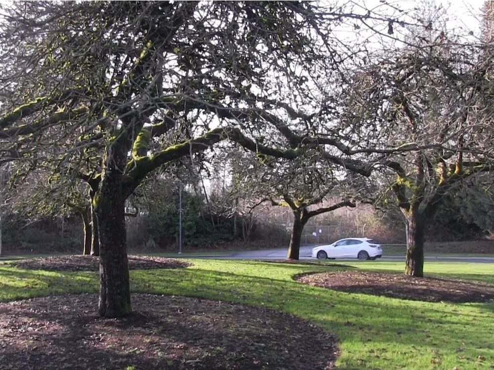 Apple trees from Isaac Newton’s bring ’magic’ to universities around ...