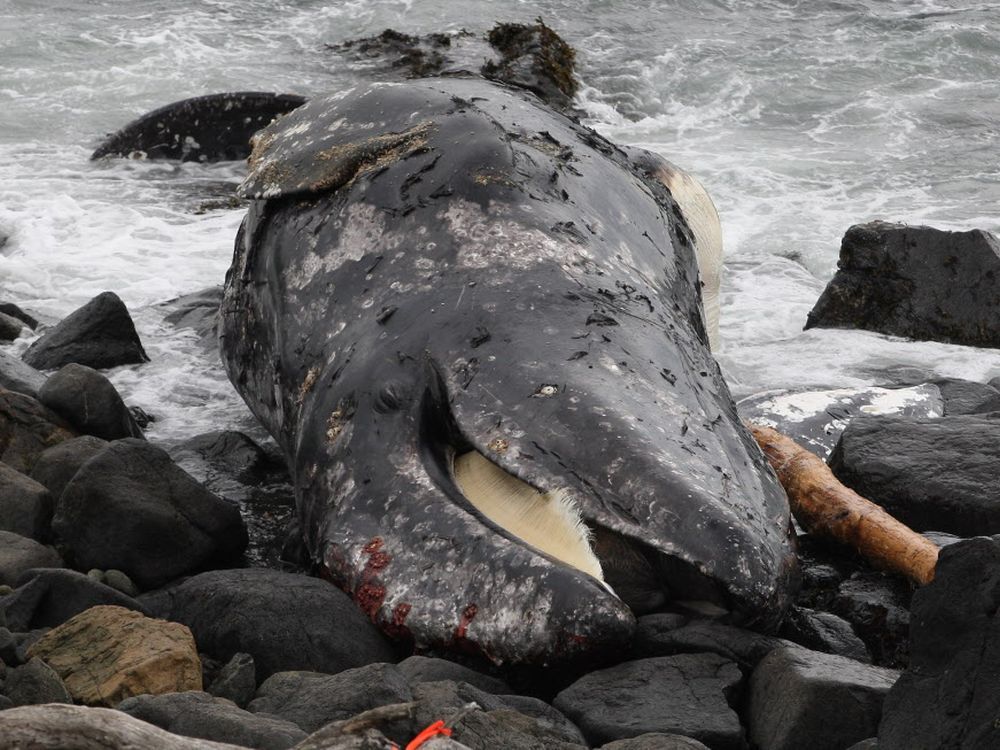 'Unusual mortality event' declared as grey whales die on West Coast ...
