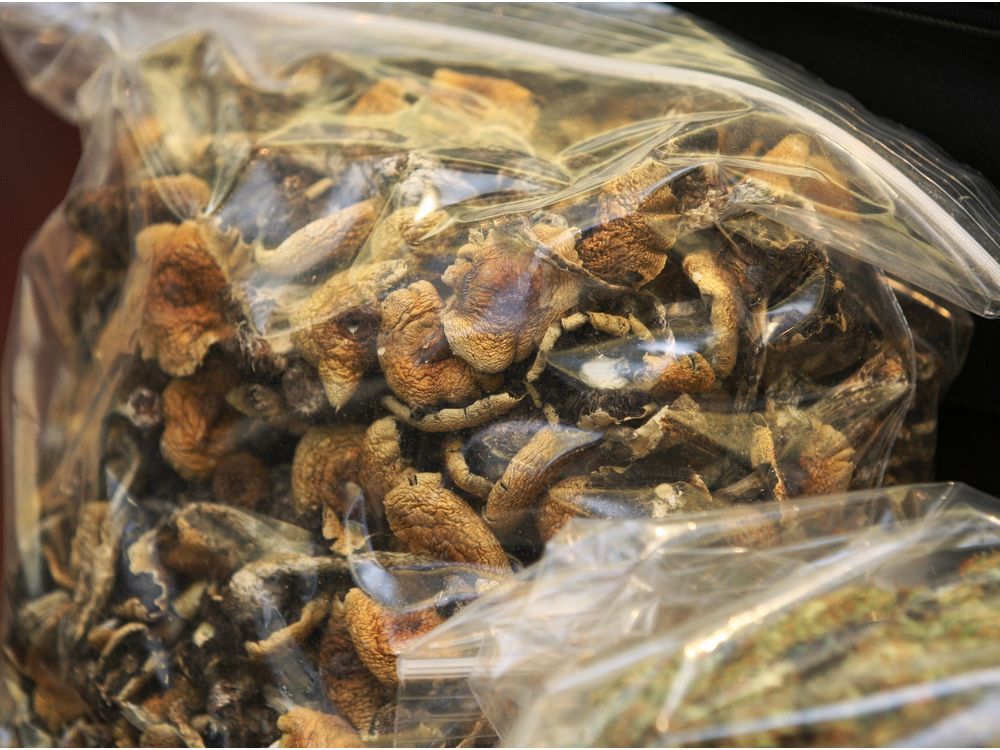 Psilocybin touted as magical relief from death anxiety | Vancouver Sun
