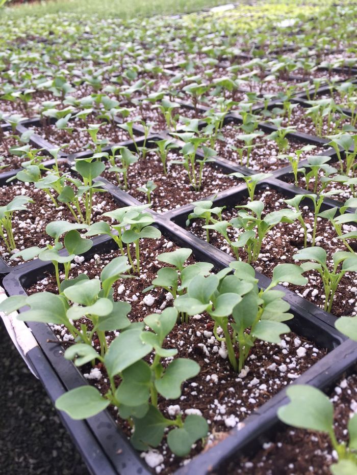 Brain Minter: Top 10 tips for growing seeds for spring | Vancouver Sun