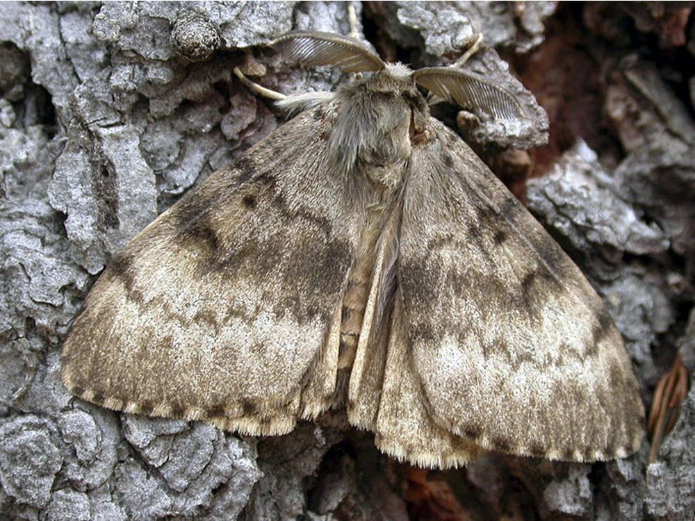 Aerial gypsy moth spraying to begin this week in North Surrey ...