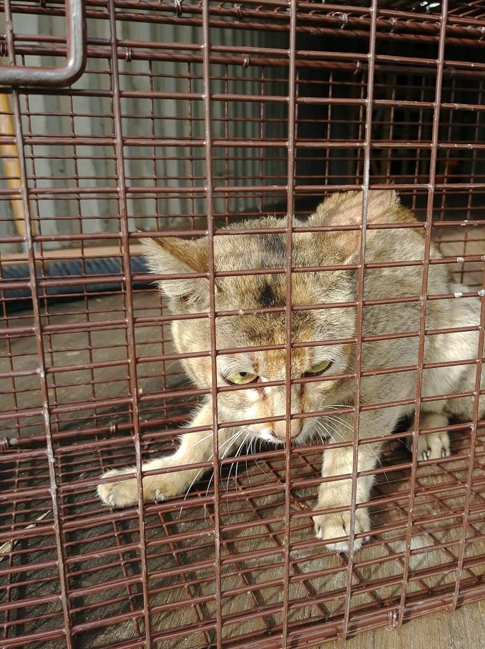 Cat from China survives almost a month inside a shipping container ...