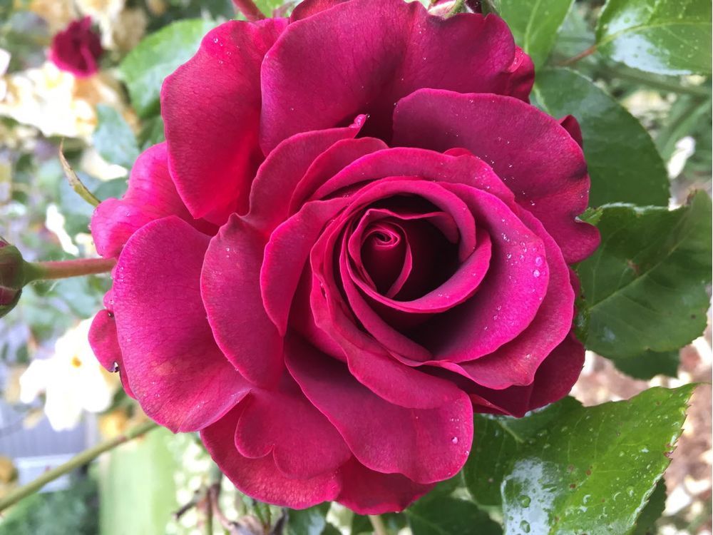 Roses renaissance: The queen of all flowers getting back on the throne ...