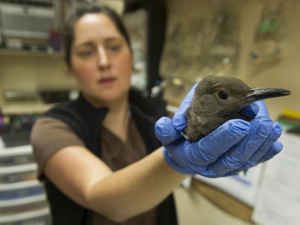 Wildlife Rescue enters 40th year treating and releasing injured birds ...