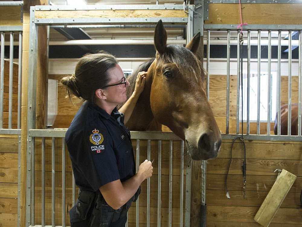 New Vancouver police horses introduced at Stanley Park stables ...