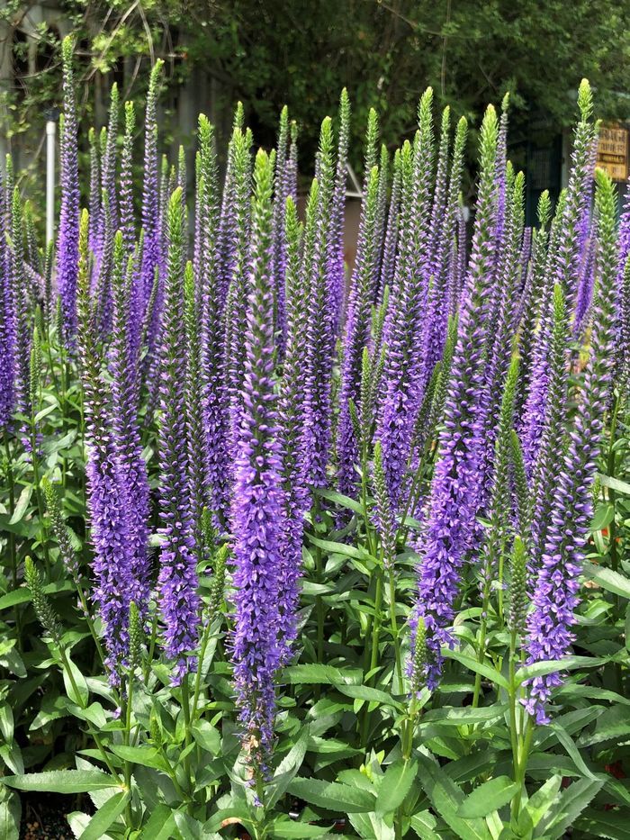 Brian Minter: Jewels to crown your summer garden | Vancouver Sun