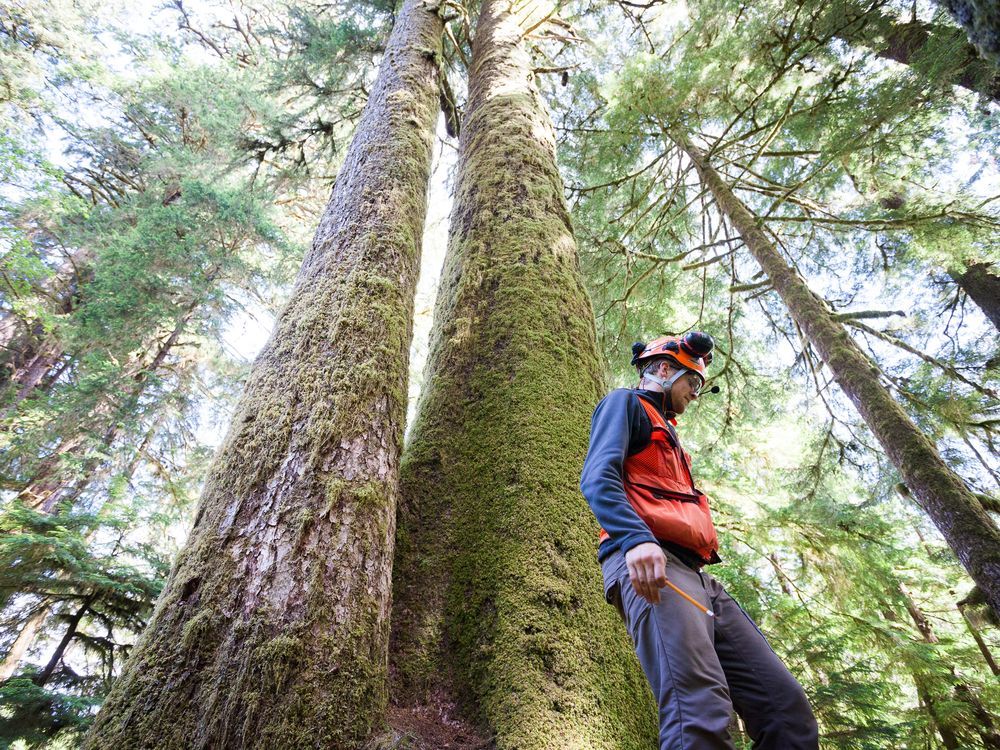 B.C.'s old-growth trees produce mutations over time to thrive: UBC ...