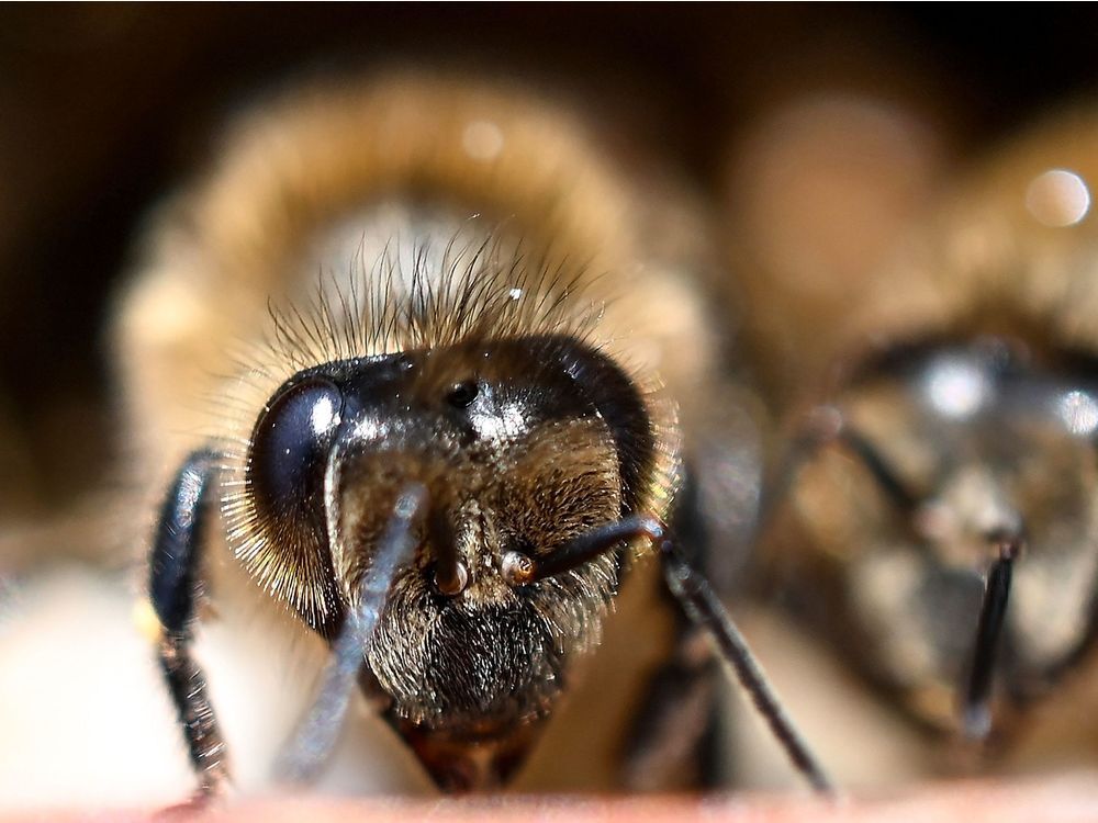 Busy bees: Canadian retailer uses rooftops for beehives | Vancouver Sun