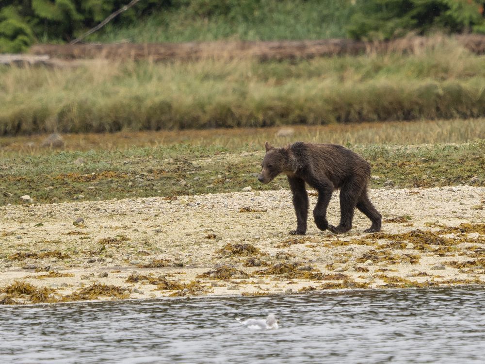 Grizzly experts want research into emaciated bears on Vancouver Island ...