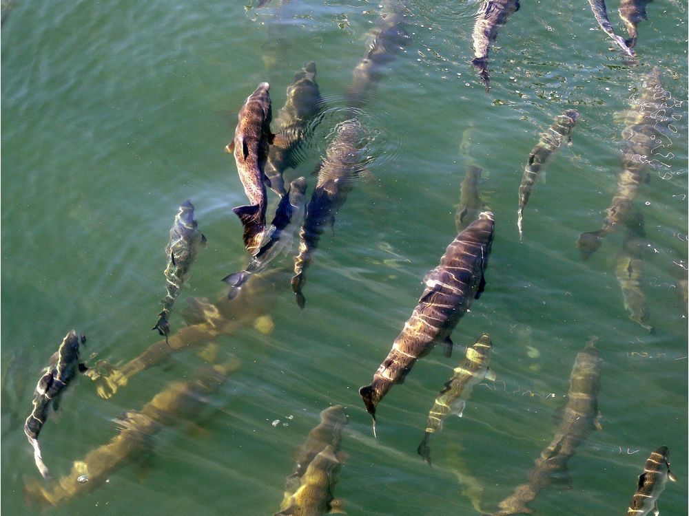 Scientists breathe easier as marine heat wave off west coast weakens ...