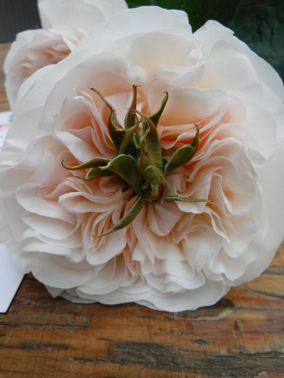 Vancouver Island grower's new roses have old-fashioned charm ...