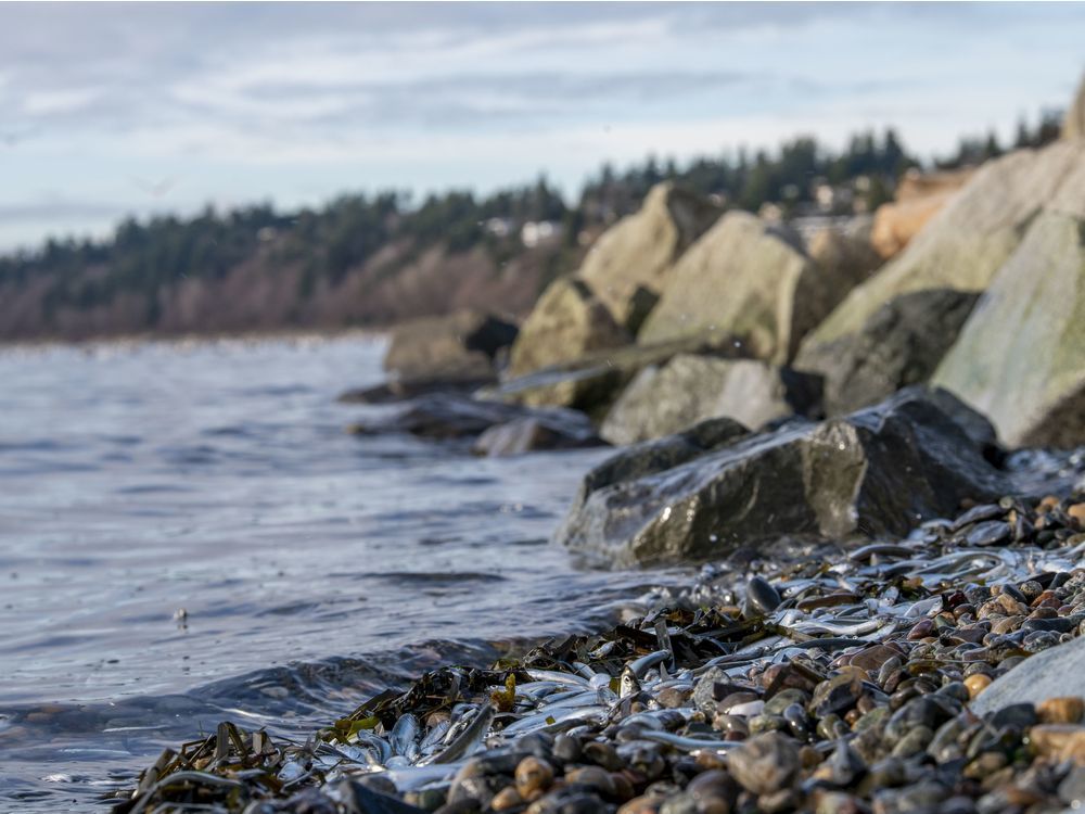 Massive anchovy school in White Rock draws a crowd | Vancouver Sun
