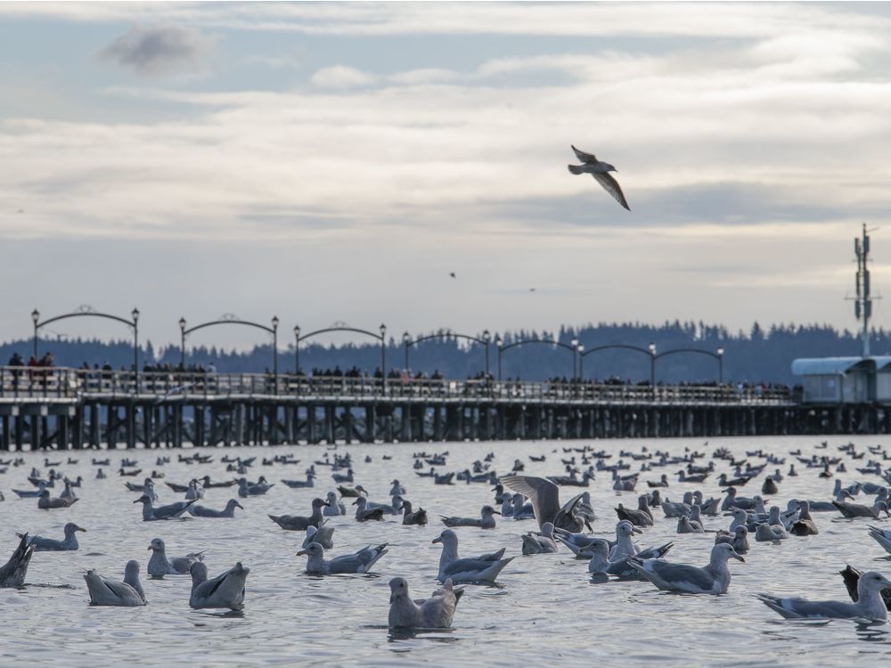 Massive anchovy school in White Rock draws a crowd | Vancouver Sun