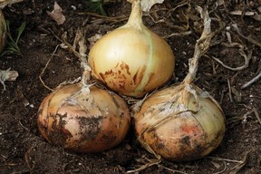 Brian Minter: Onions are one of the most efficient garden vegetables ...