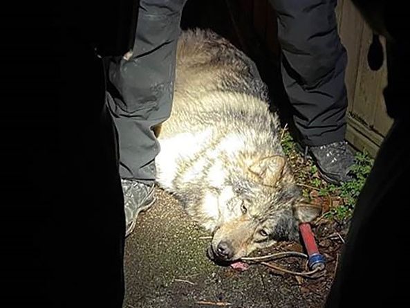 Wolf safely relocated to west coast after wandering through Victoria ...