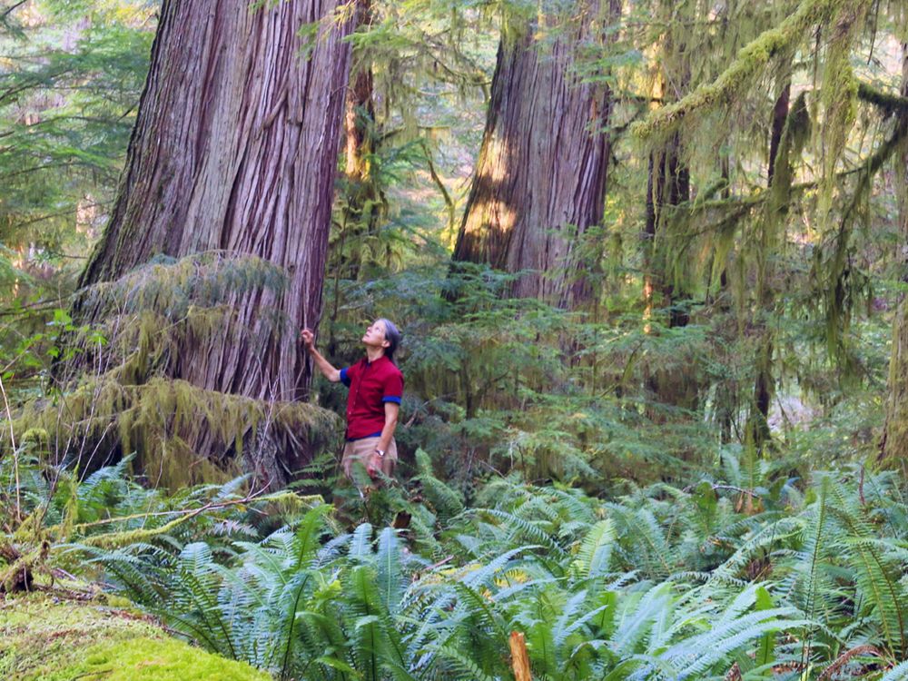 Read Island residents rally to save woodlot from clearcutting ...