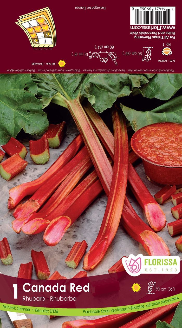 Brian Minter: Plant reliable rhubarb right now | Vancouver Sun