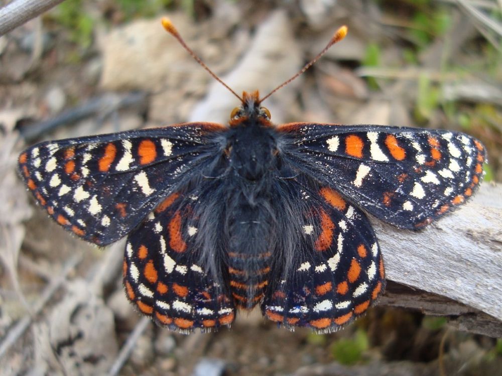 Butterfly that all but disappeared from B.C. reintroduced to Hornby ...