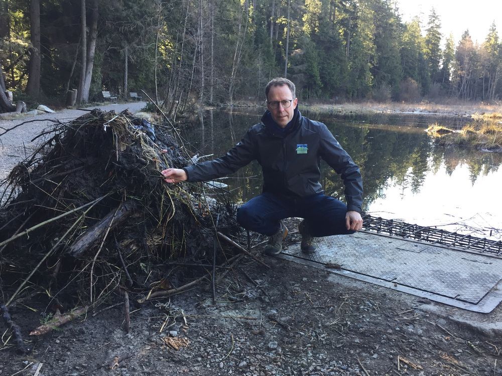 New 'beaver deceiver' designed to protect Beaver Lake from beavers ...