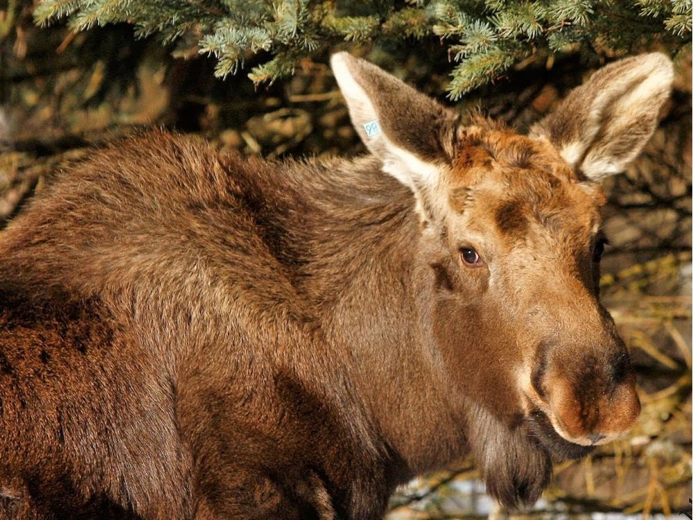 Smithers: Morris the moose about to cut loose | Vancouver Sun