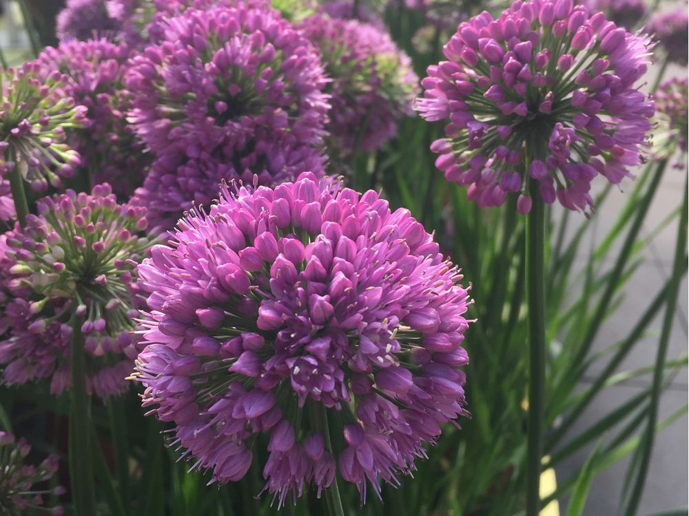 Brian Minter: Alliums are a wonderful garden investment | Vancouver Sun