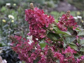 Van Belle Nursery is great Canadian success story with exciting future ...