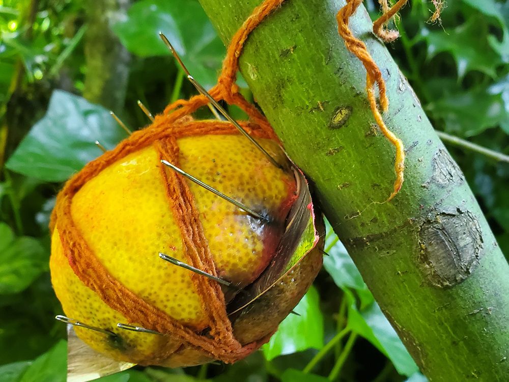 Needle-filled lemons discovered in Coquitlam parks | Vancouver Sun