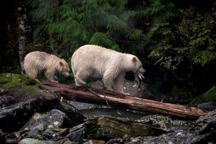 First Nations-led study indicates spirit bear needs more protected ...